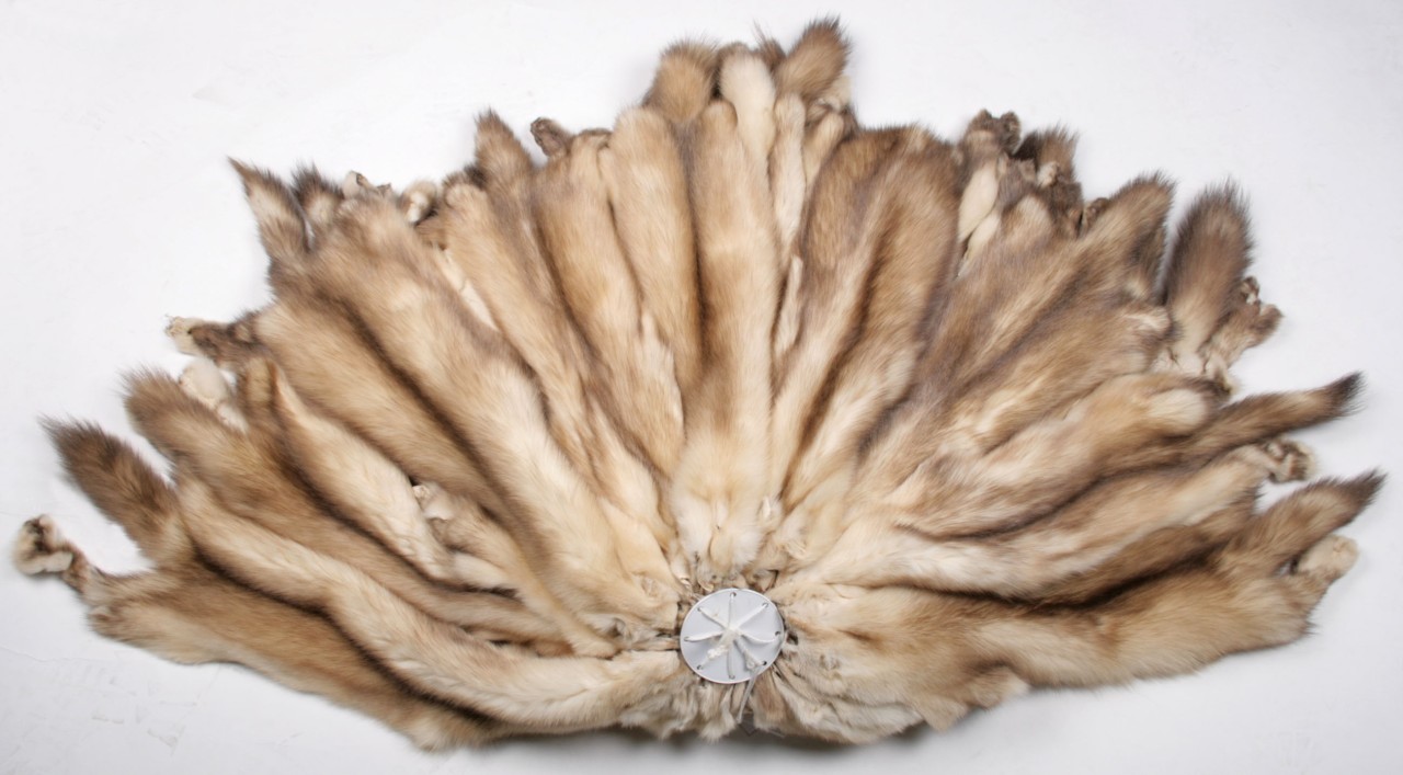 Russian Sable Skins - Gold Skins from Sojuzpushnina