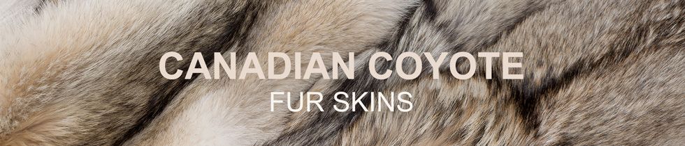 Coyote skins - Canadian Coyotes from NAFA in Canada
