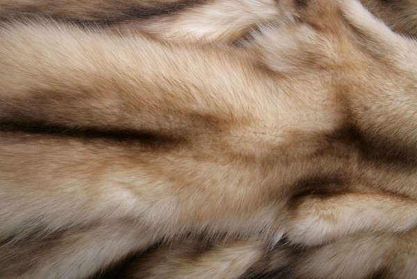 Russian Sable Skins - Gold Skins from Sojuzpushnina