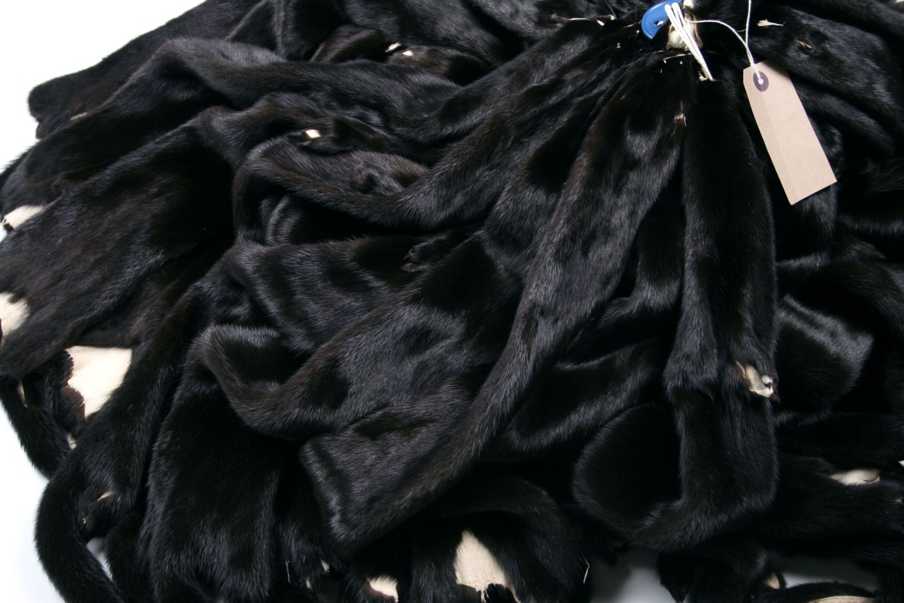 Scandinavian Female Mink Scanblack