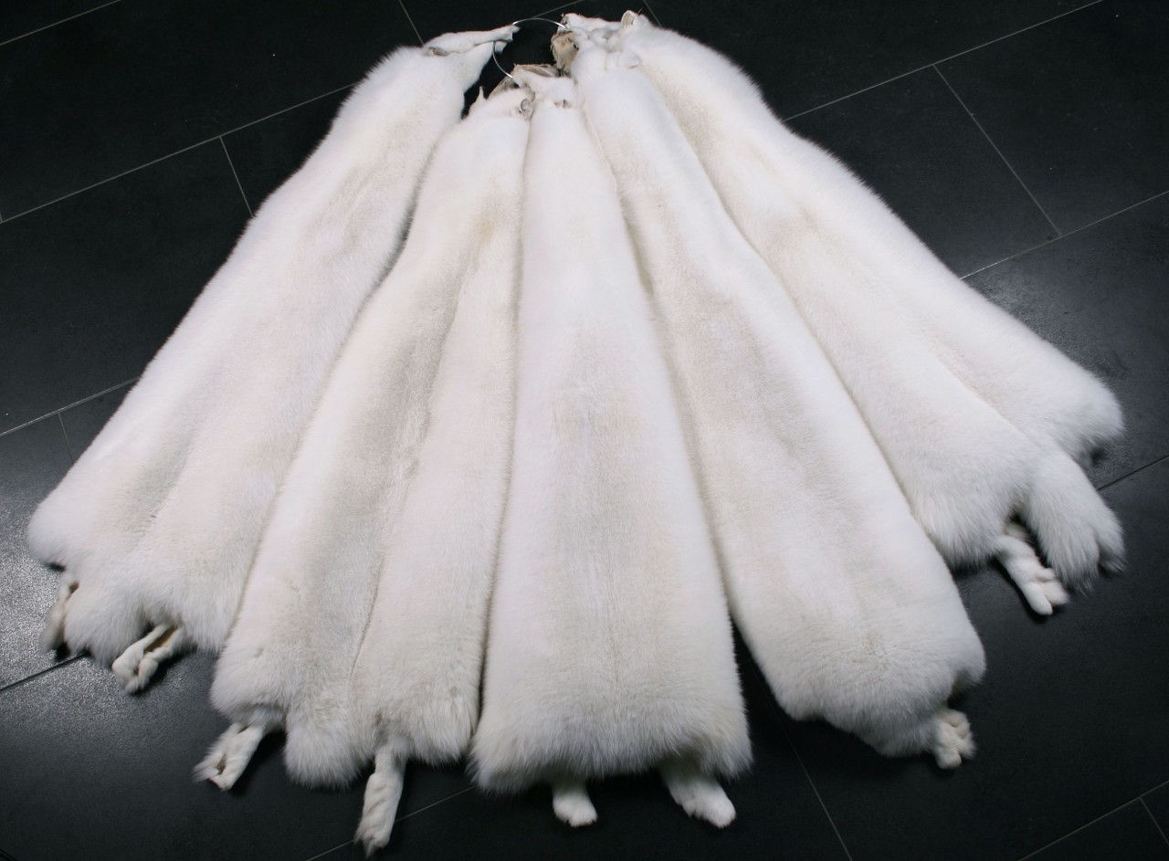 Fox Skins – Redfox, Silverfox, Shadowfox & Blue Fox Pelts